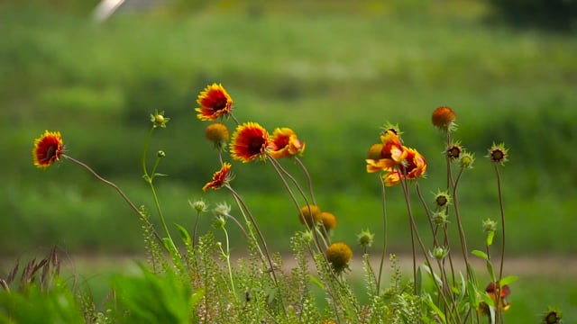 Flowers Wind Indian Chrysanthemum - Free video on Pixabay
