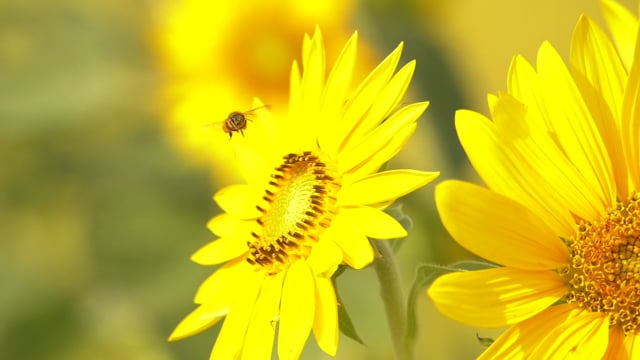 Garden Sunflower Nature - Free video on Pixabay