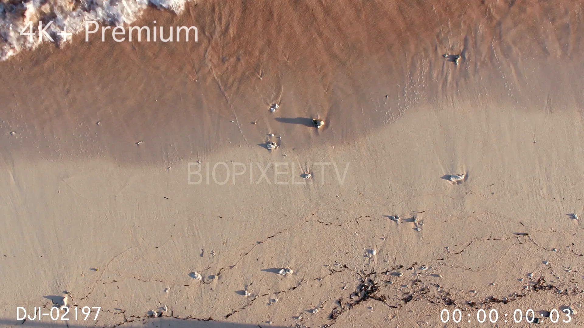4K Shark Feeding - Aerial - Green sea turtle hatchling eaten by reef ...