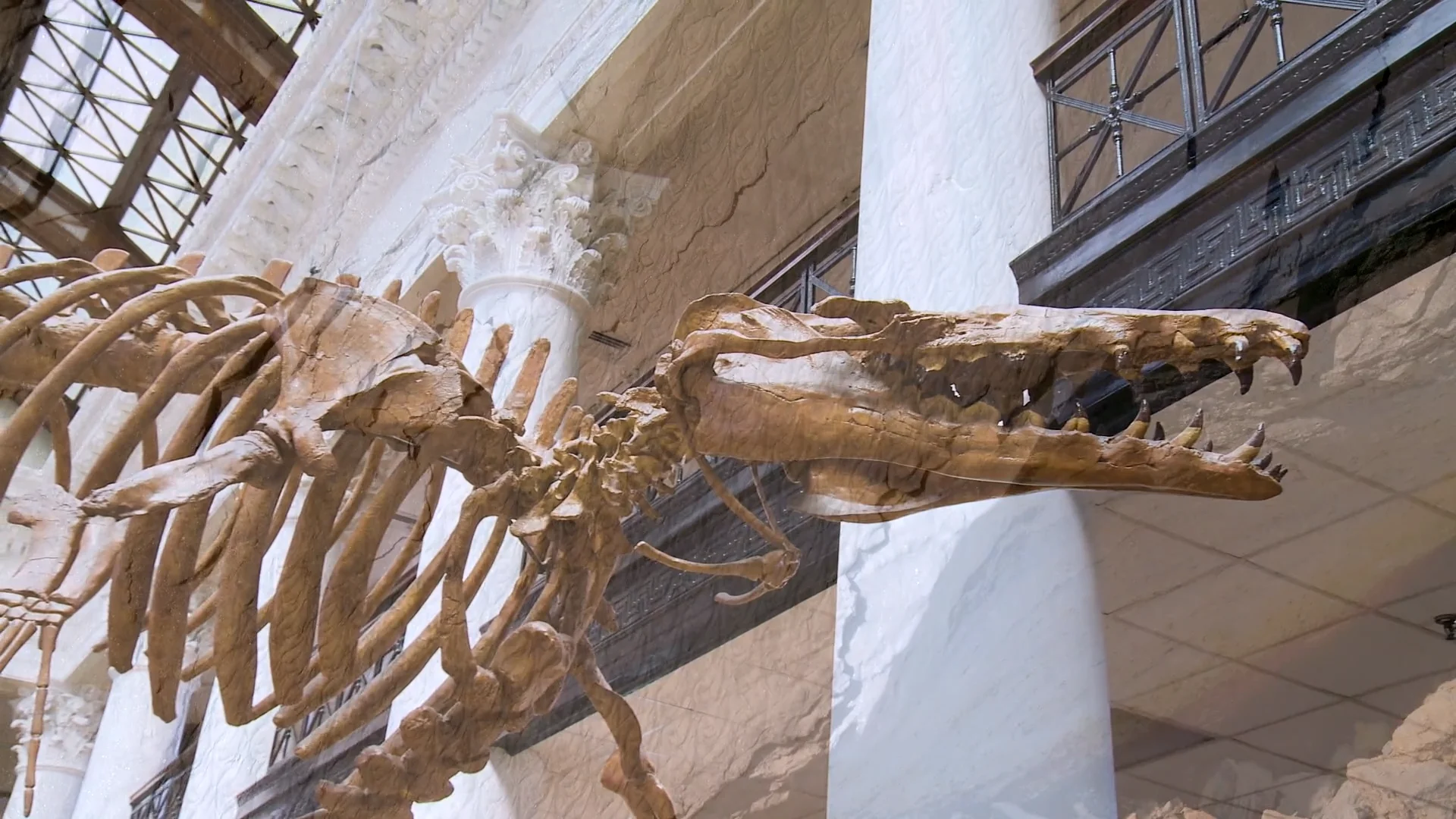 91. Alabama Fossils - Discovering Alabama