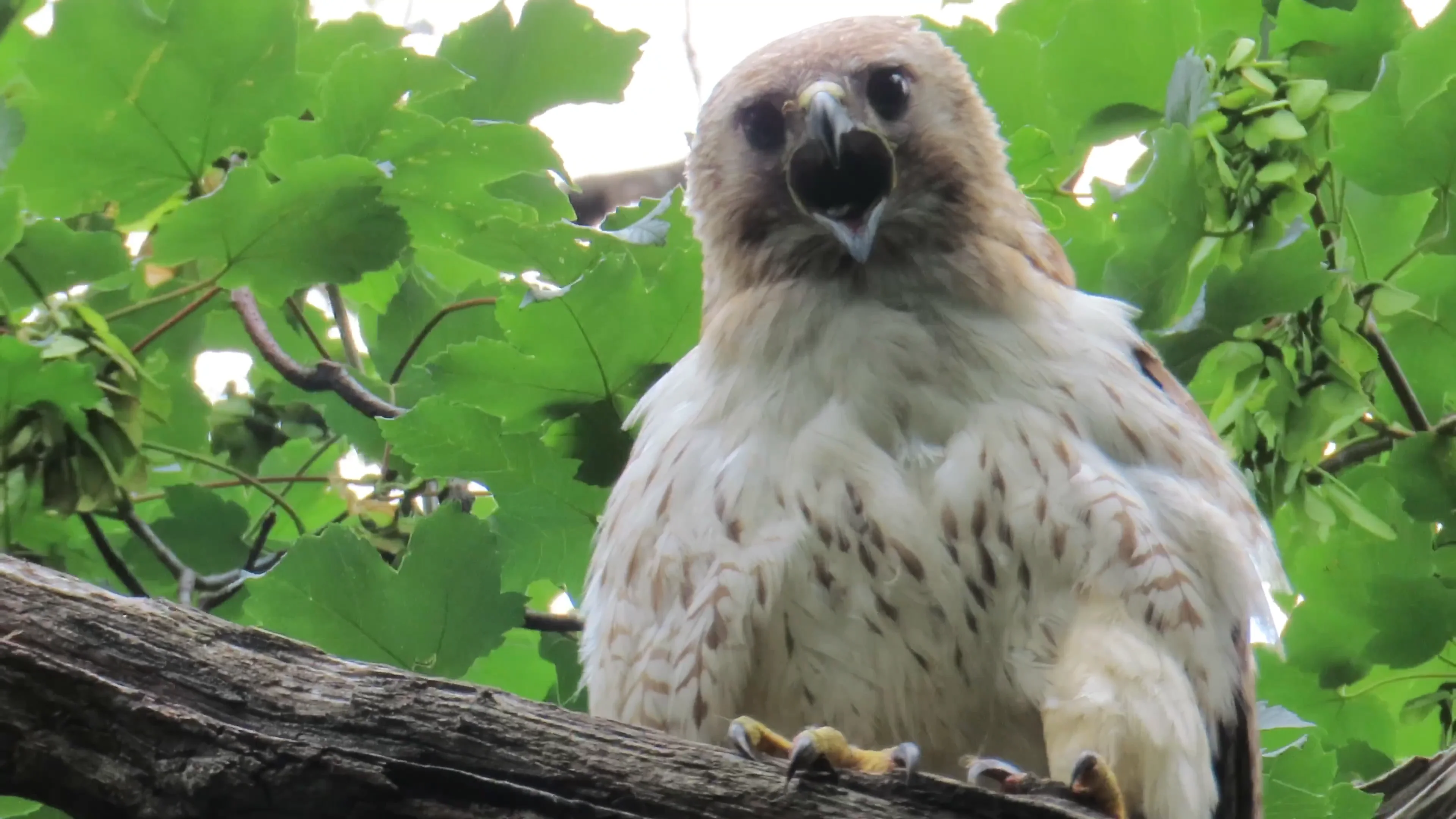 Red-tailed Hawk SCREAMING! on Vimeo
