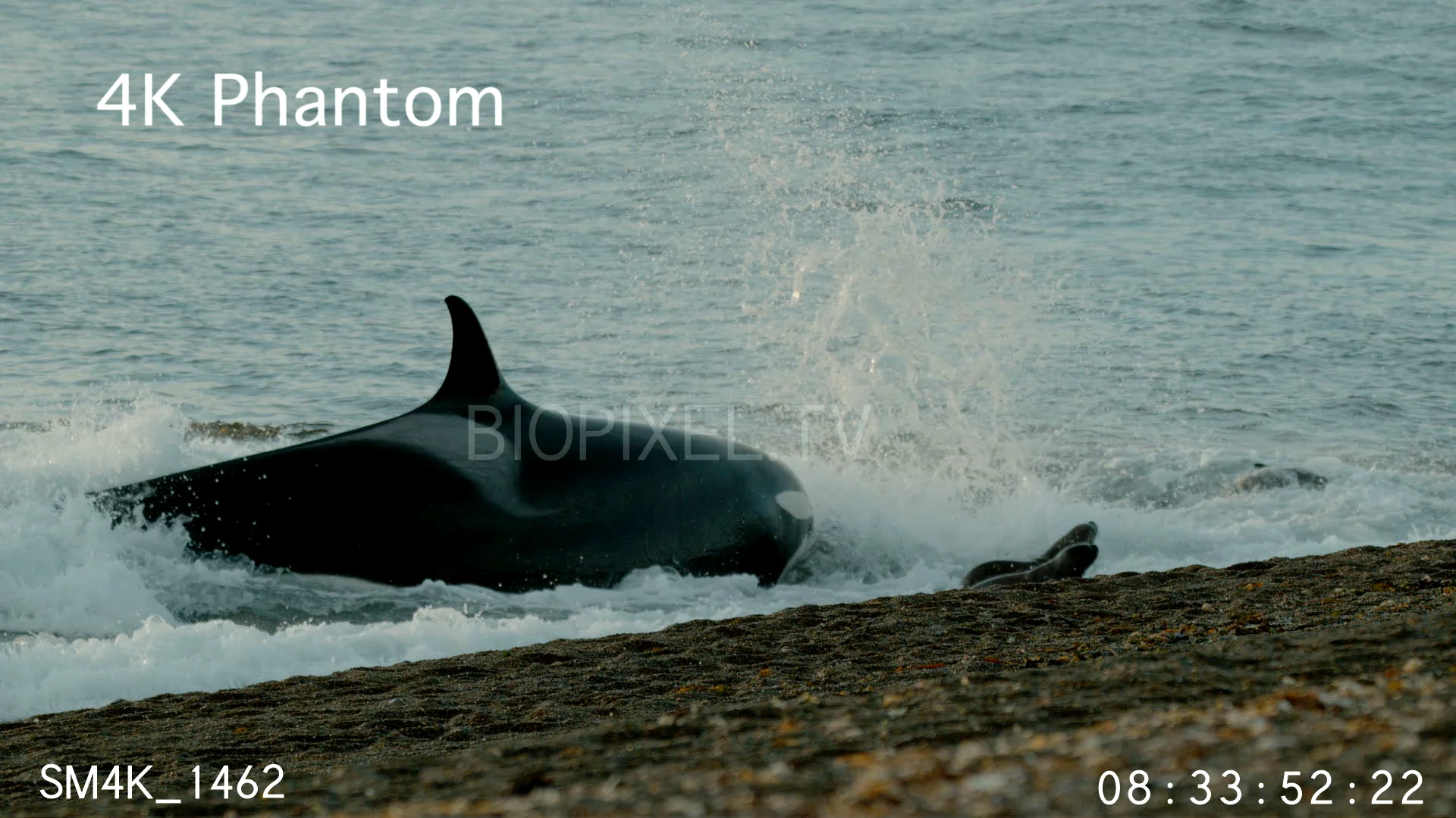 Temperate Waters 4K - Orca attack on seals off beach slow motion 300 ...