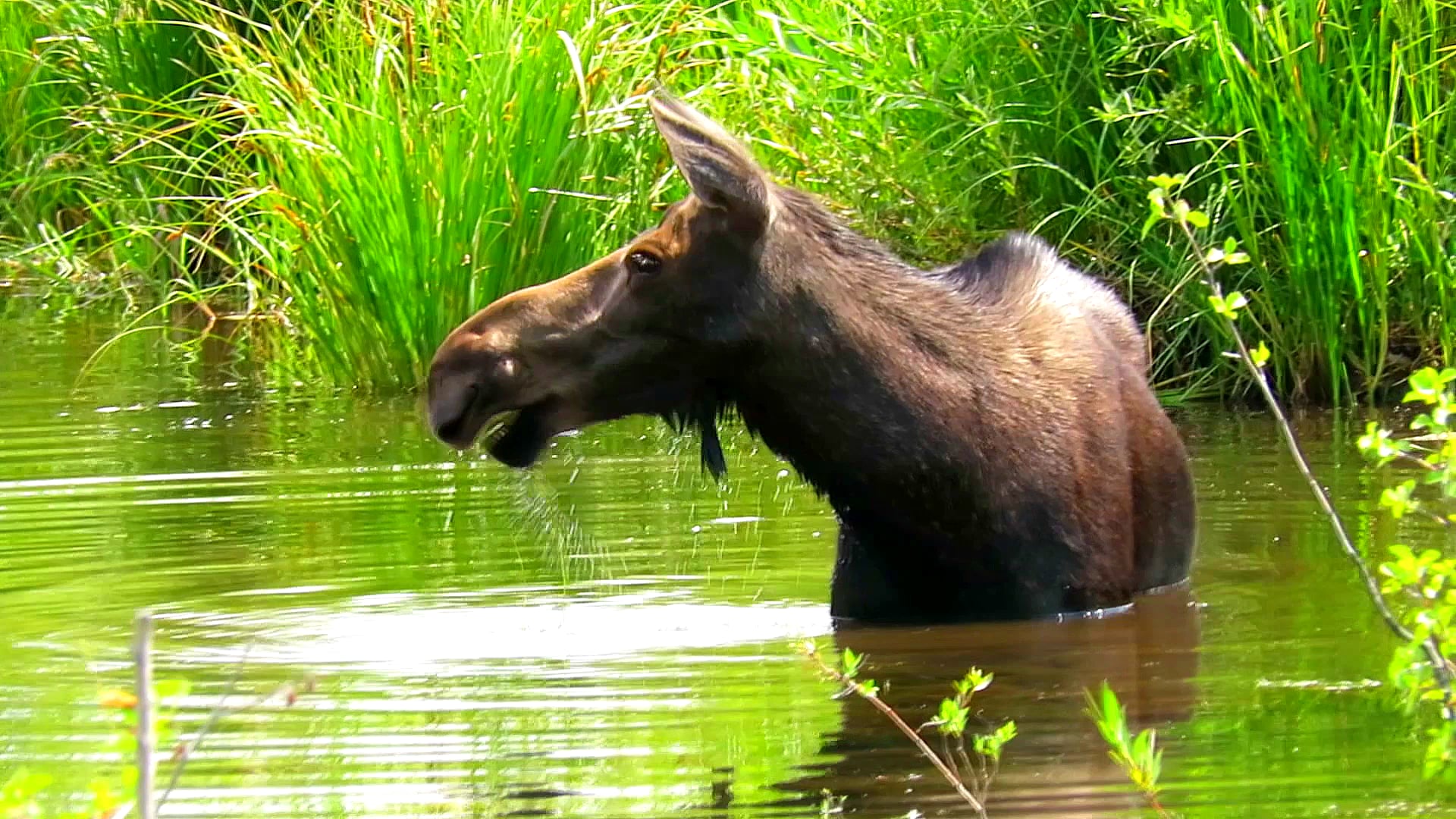 Drooling Moose Productions on Vimeo