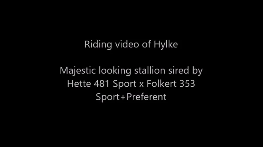 Riding video of Hylke - Majestic looking KFPS Friesian stallion sired ...
