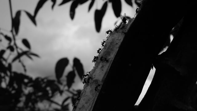 Más de 80 vídeos en HD y 4K gratis de Moscas y Naturaleza - Pixabay