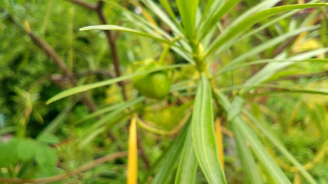 Cascabela Thevetia, Cascabela Nut, Kaner Fruite. Free Stock Video - Pixabay