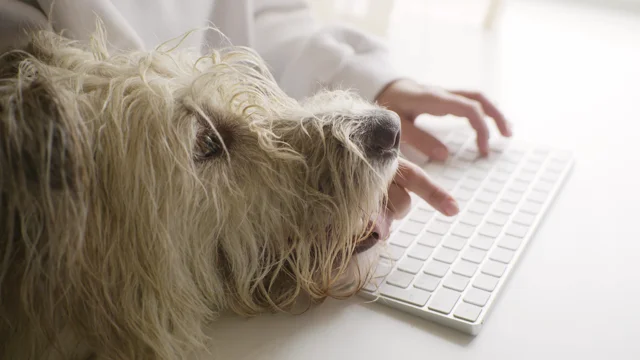 Dog Typing On Keyboard