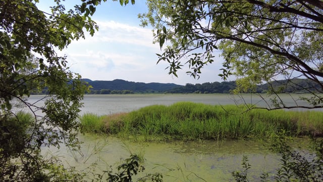 Lake Swamp Forest - Free video on Pixabay