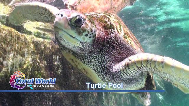 Turtle Pool Exhibit on Vimeo