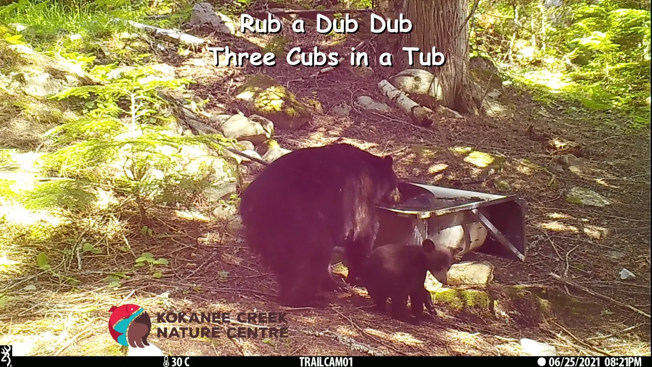 Rub a Dub Dub Three Cubs in a Tub