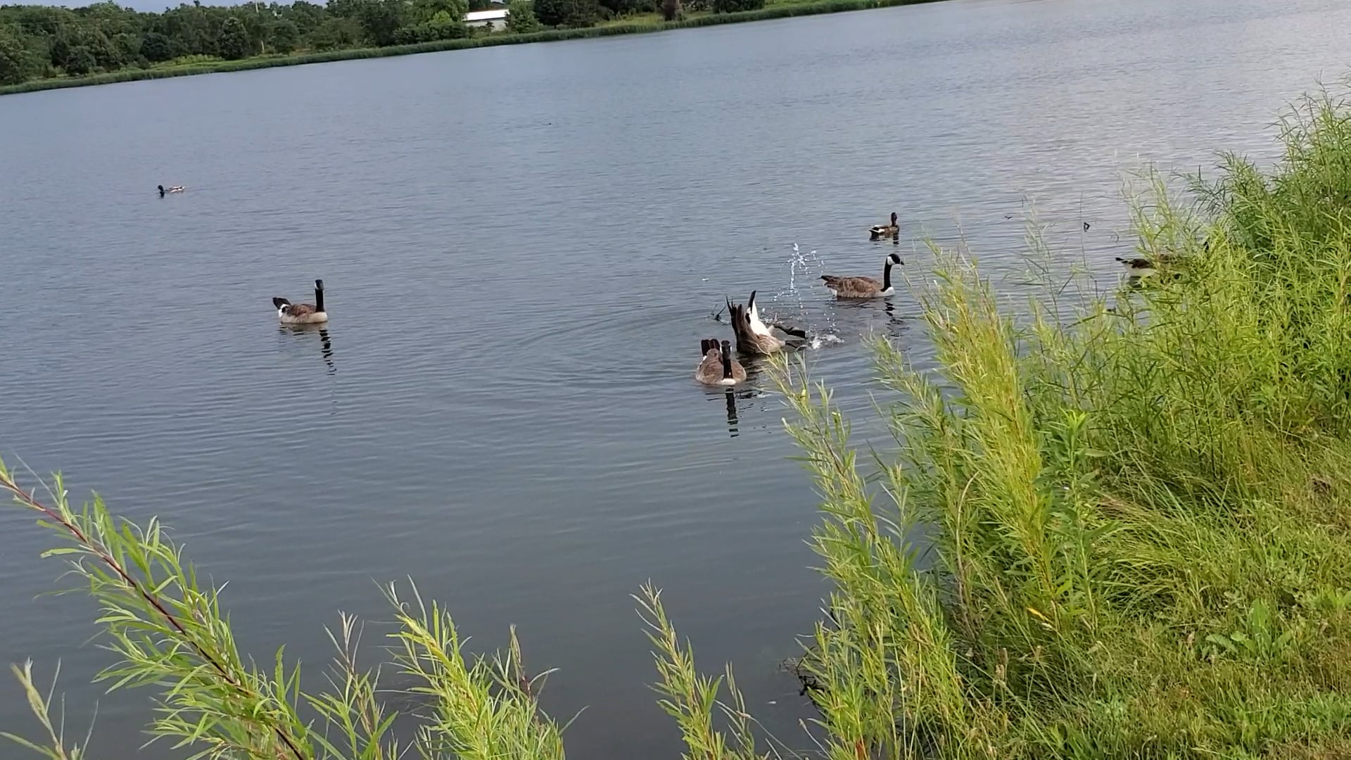 Canada geese dabbling at White Oak Lake on Vimeo