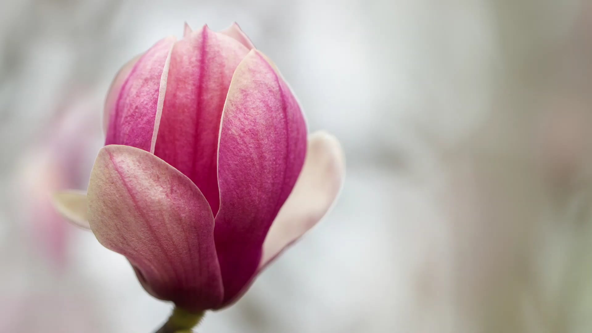 Magnolia flower opening time lapse selfology (2)_Trim on Vimeo