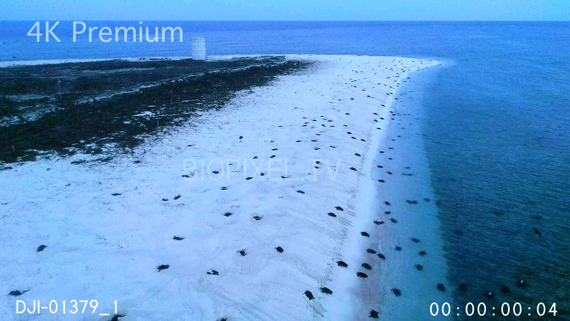 4K Raine Island - Aerial Mass of Turtles waiting to emerge to nest 4 4K ...