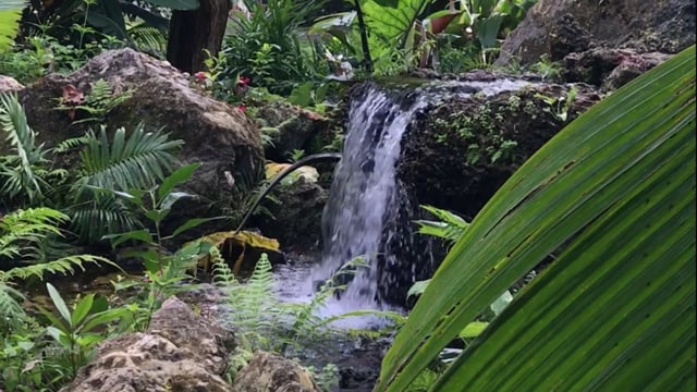 Cascade Parc Constitutionnel Miami - Free video on Pixabay - Pixabay