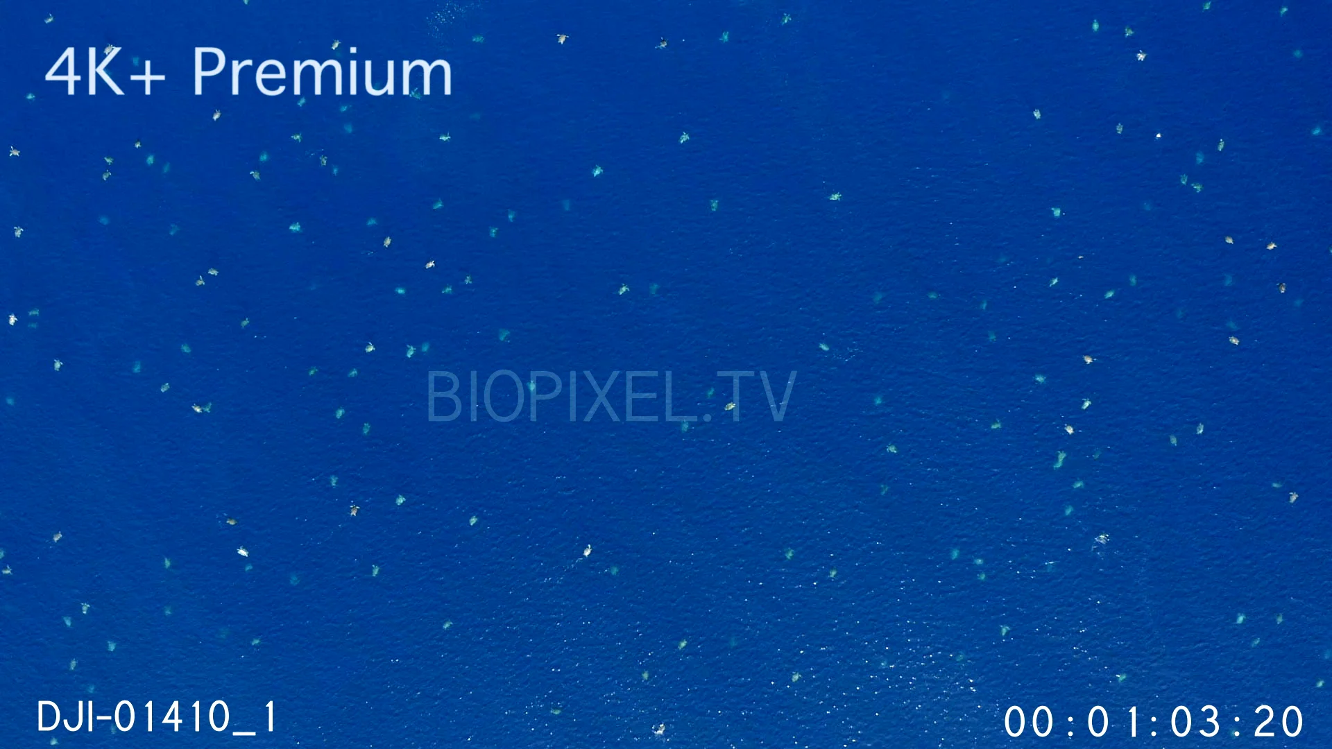 4K Sea Turtles - Aerial - Green sea turtles mass numbers in water at ...