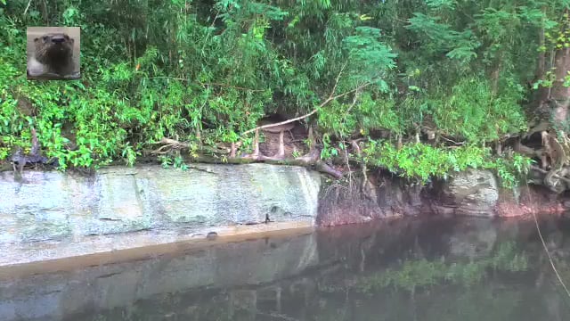Alabama River Otter? on Vimeo