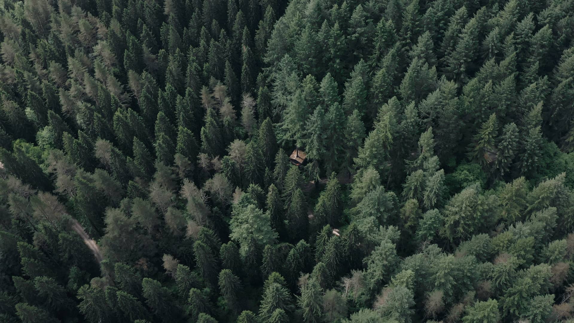Cinematic Forest 4k | DJI Mavic 2 Pro.mp4 on Vimeo