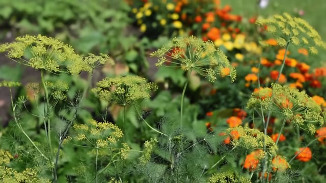 Dill, Flowers, Garden. Free Stock Video - Pixabay