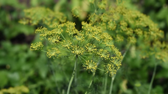 Plant Fresh Koper - Free video on Pixabay