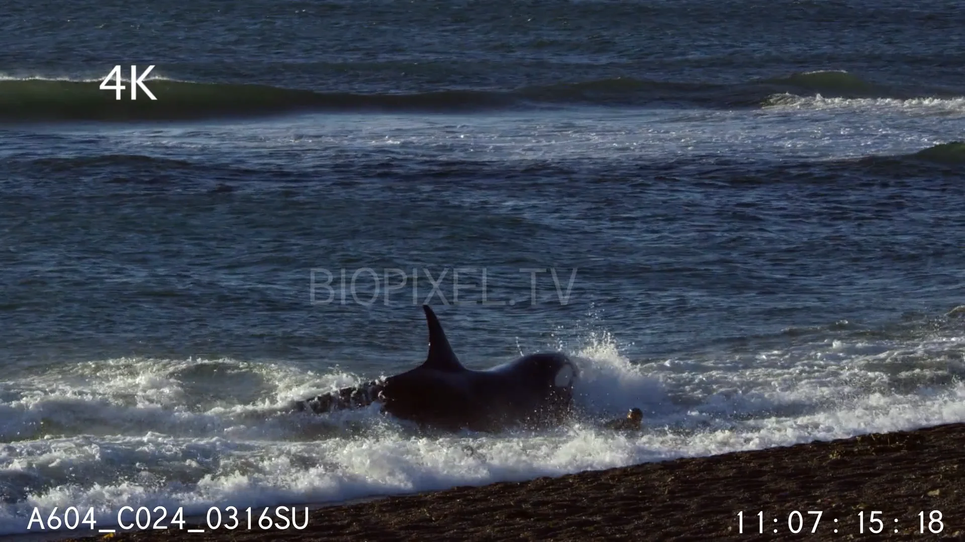 Marine Mammals - Orca attacking South American sea lion on beach slow ...