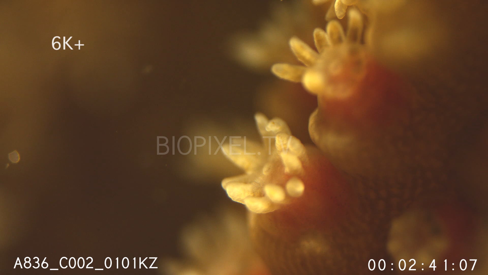 4K Reproduction Coral - Coral polyps setting before spawning macro 6K ...