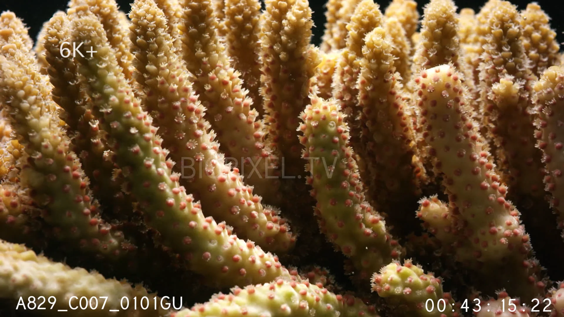 4K Coral Polyp - Coral polyps setting before spawning Macro motion ...