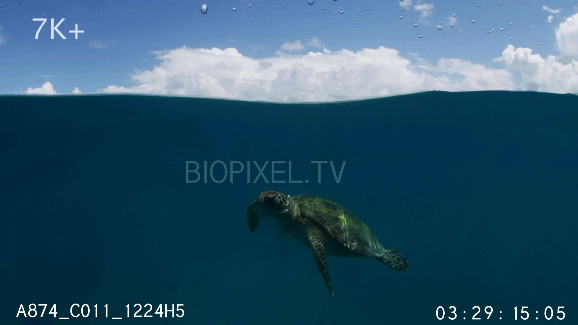 4K Sea Turtles - Split shot of Green Sea turtle swimming in open ocean ...