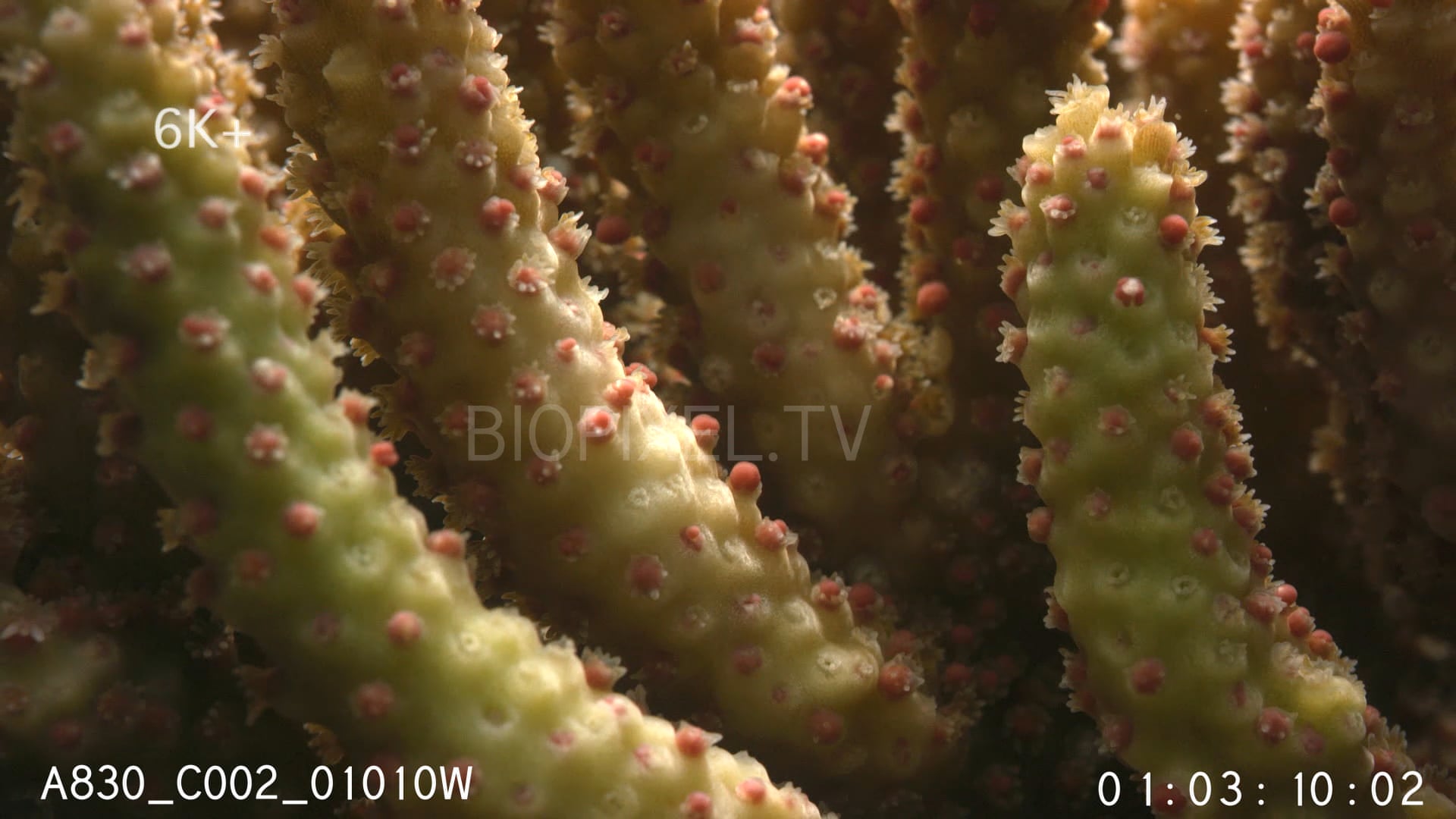 4K Reproduction Coral - Coral Spawning Macro motion control 6K+ 1.mp4 on Vimeo