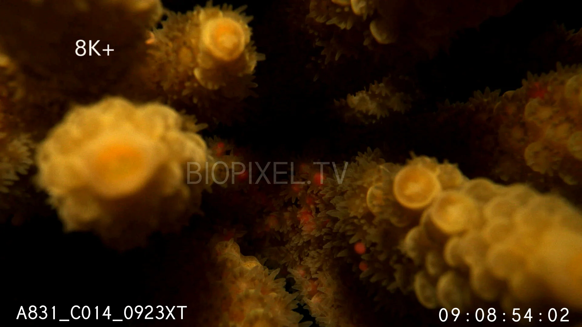 4K Reproduction Coral - Coral Spawning Macro motion control Probe Lens ...