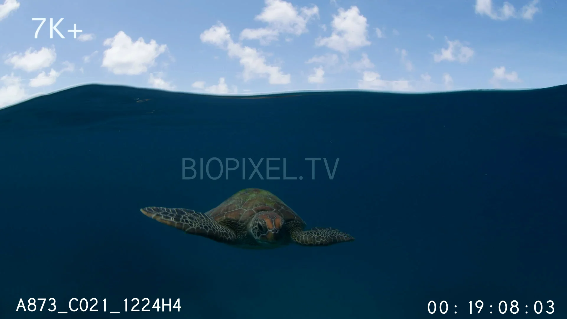 4K Split Mega Dome - Split shot of Green Sea turtle swimming in open ocean 7K+ 3 on Vimeo
