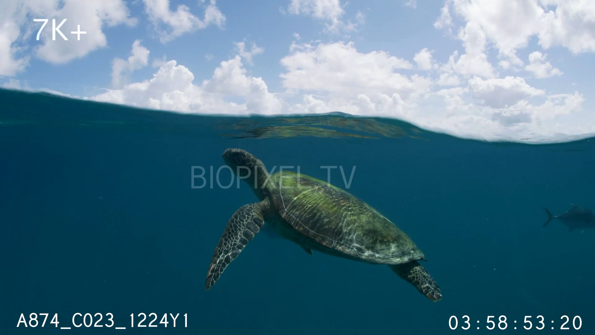 4K Sea Turtles - Split shot of Green Sea turtle swimming in open ocean ...