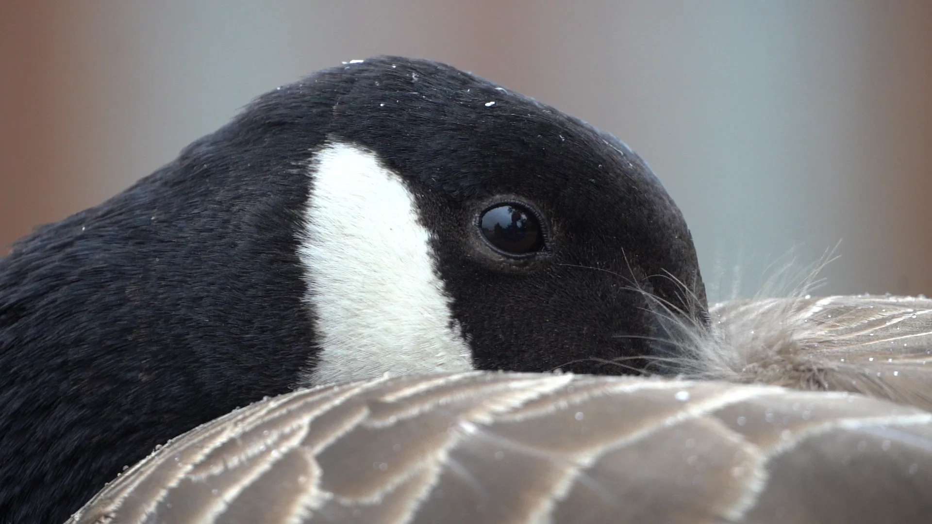 LUZ5_C0027.MP4 on Vimeo