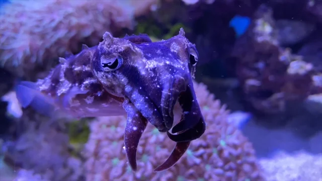 Dwarf Cuttlefish