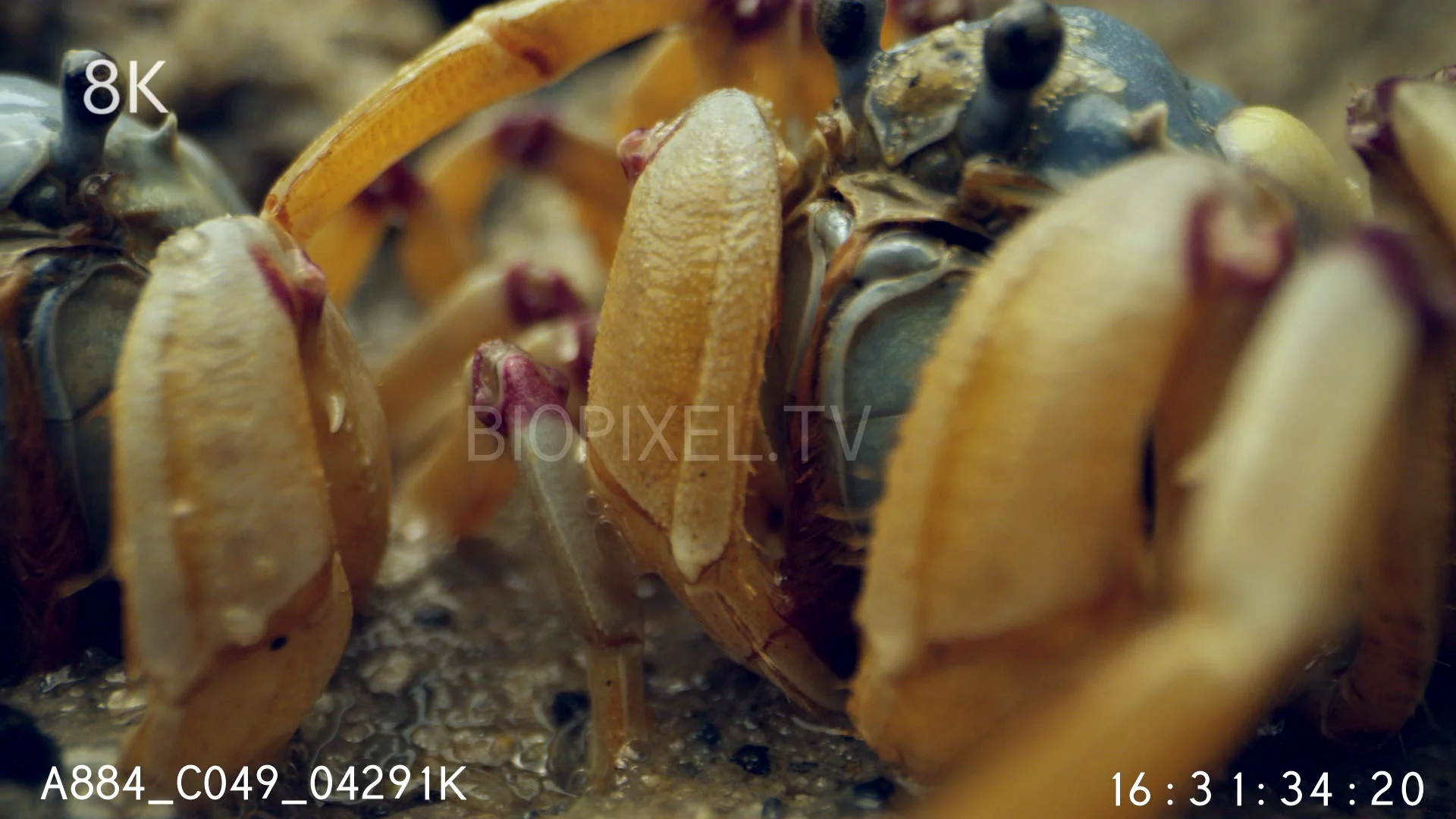 Soldier Crab - Soldier crabs close ups probe lens 8K.mov on Vimeo