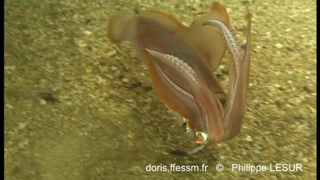 Loligo spp. | DORIS