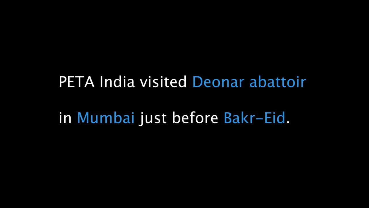Appalling Cruelty at Mumbai’s Deonar Slaughterhouse