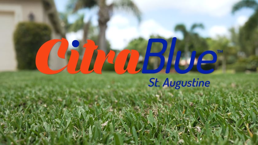 Home - CitraBlue® St. Augustine