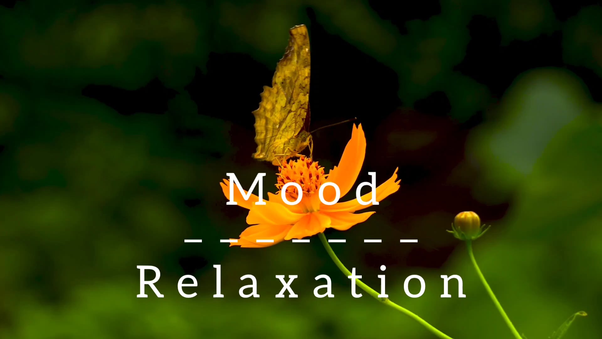Beautiful Relaxing Music for Stress Relief • Meditation Music, Sleep ...