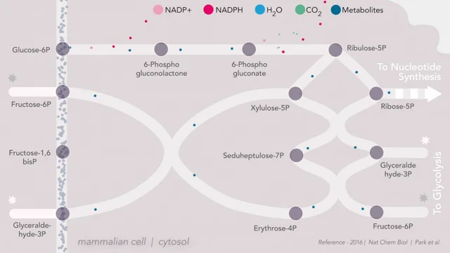 Biochemistry Pathways