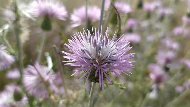 Flor, Rosa, Violeta. Free Stock Video - Pixabay