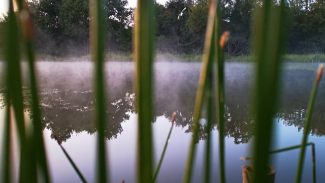 Water, Fog, Lake. Free Stock Video - Pixabay