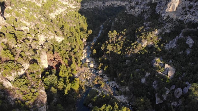 Trees Canyon Forest - Free video on Pixabay