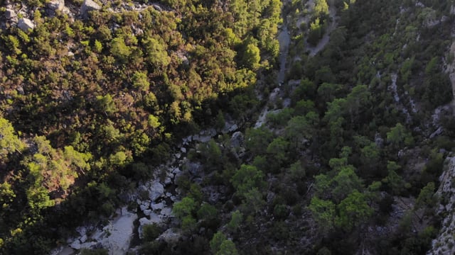 Trees, Canyon, Forest. Free Stock Video - Pixabay