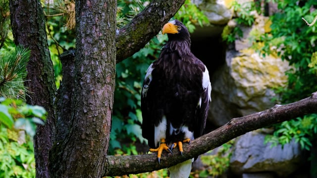 Burung Rajawali Elang Laut Raksasa - Free video on Pixabay