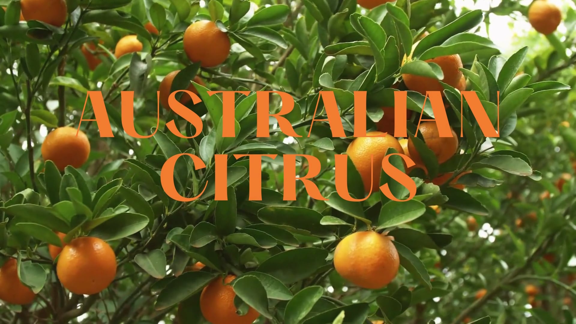 About Australian Citrus