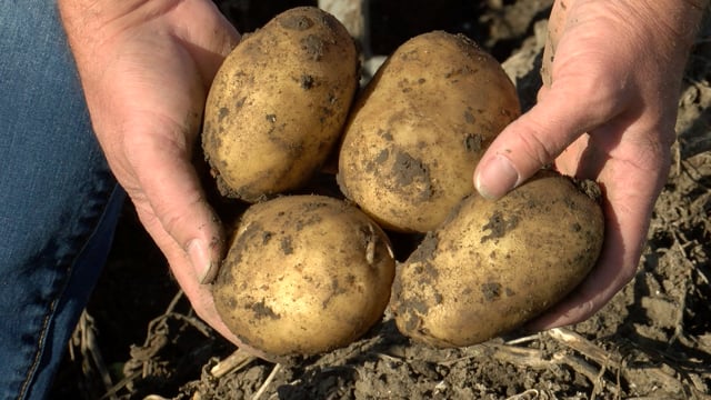 Arizona | An Agrico potato variety