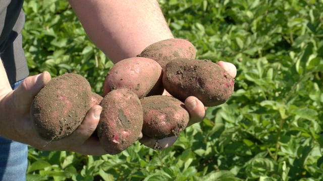 Evolution | An Agrico potato variety