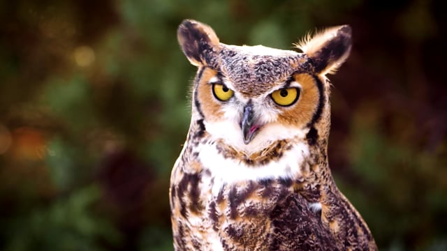 Plus de 30 vidéos gratuites de Hibou et de Oiseau en résolution HD et ...