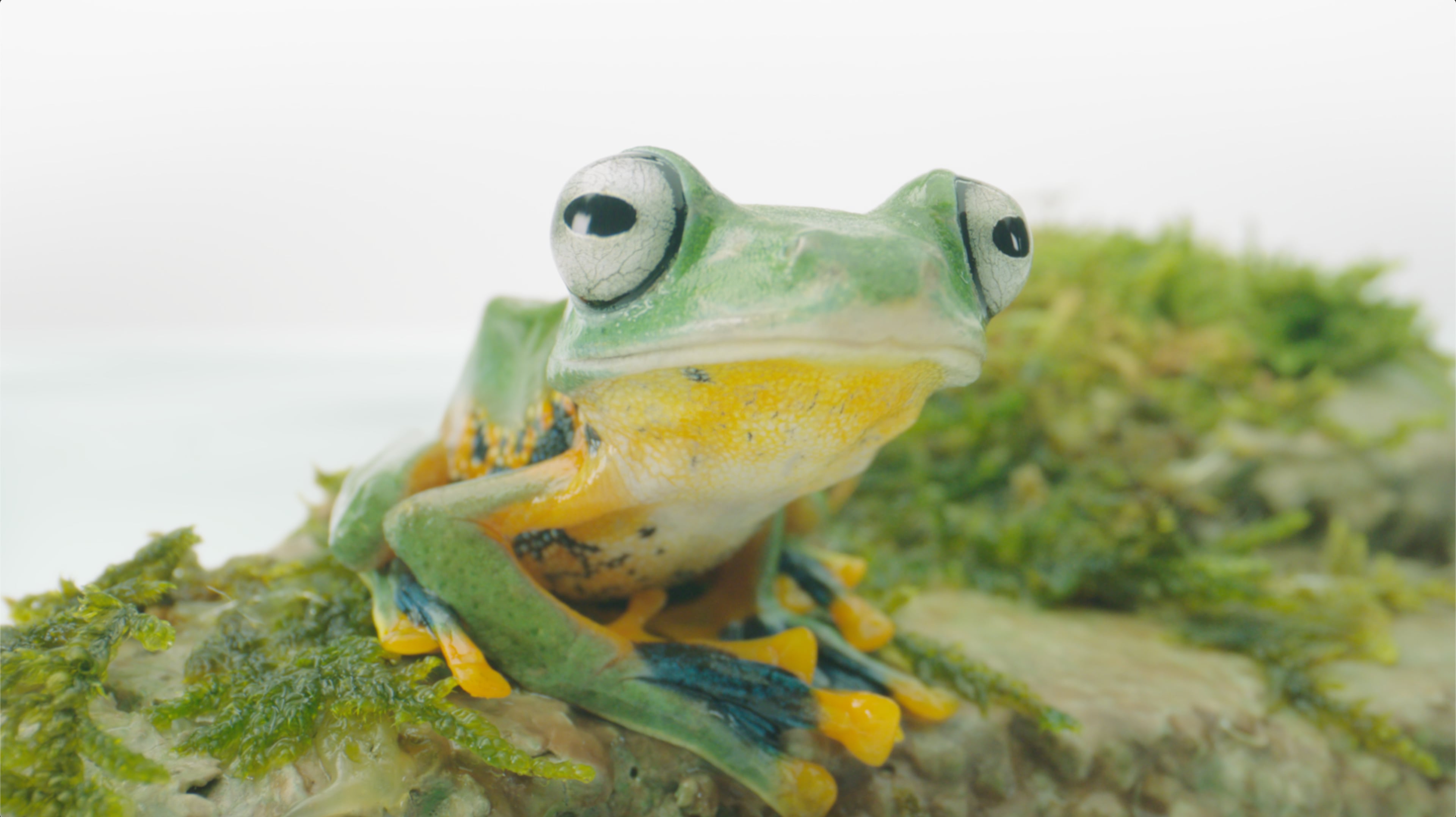 TELUS "Leap Forward" on Vimeo