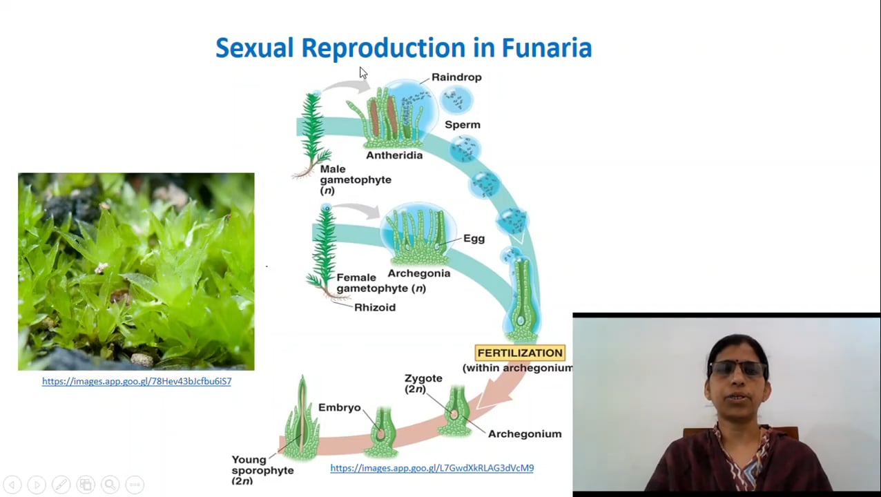 Funaria - sexual reproduction.mp4 on Vimeo